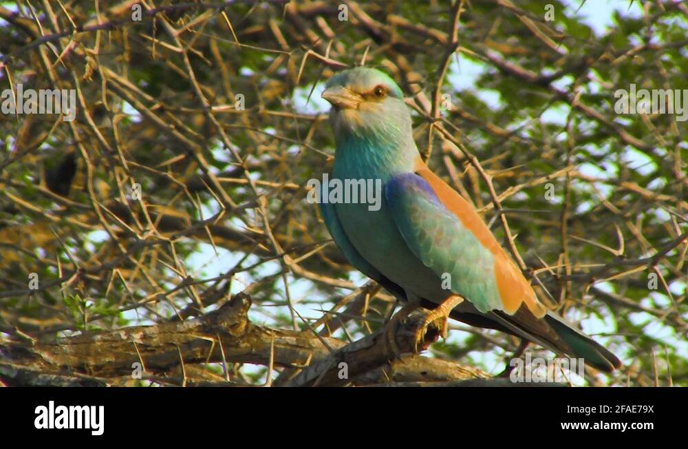 European roller bird Stock Videos & Footage - HD and 4K Video Clips - Alamy