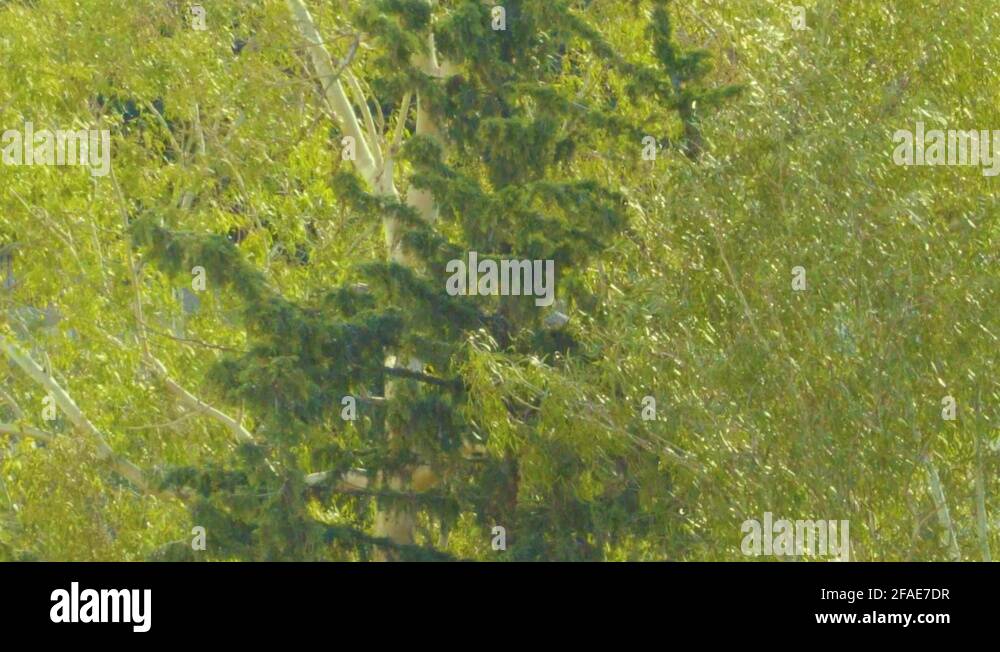 A pine tree is shaking in between other trees in a windy day Stock ...