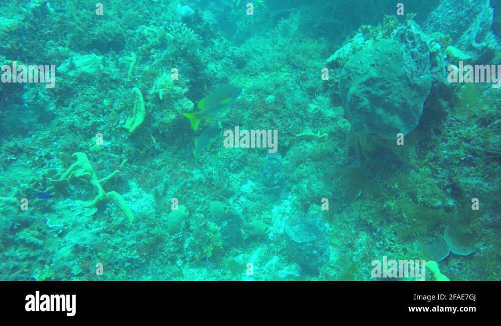 Coral reef gulf of mexico Stock Videos & Footage - HD and 4K Video ...