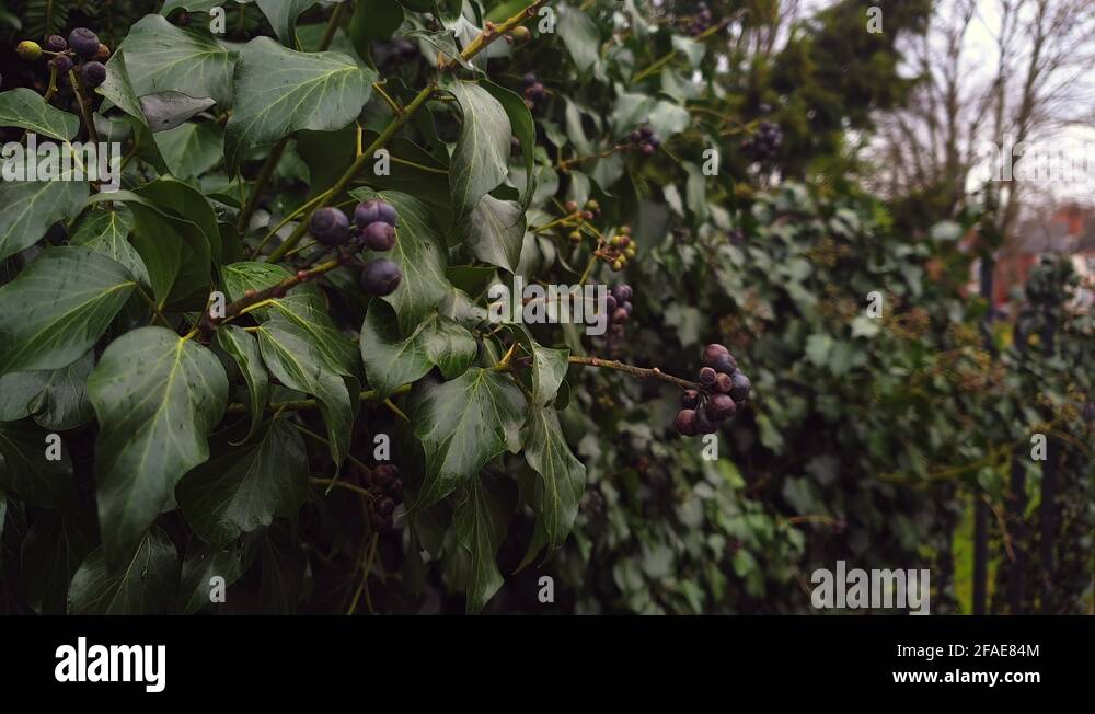 24fps, Lush Blackberry Bush, Textured Leaves, Tree Blowing In The Wind ...