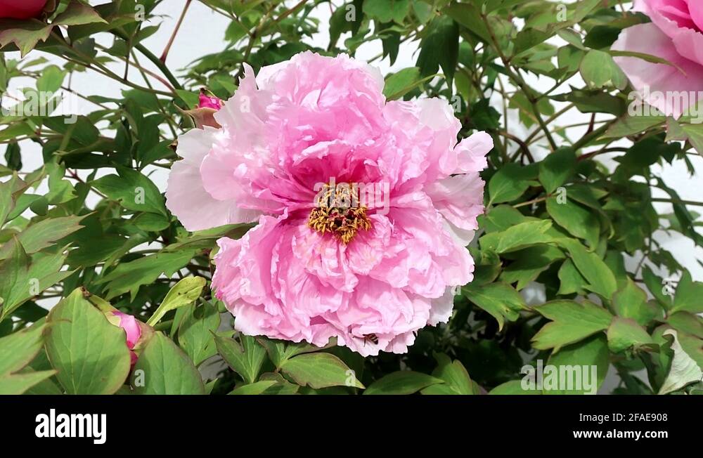 Pink Tree peonies are long-lived, hardy shrubs,The common name is Stock ...