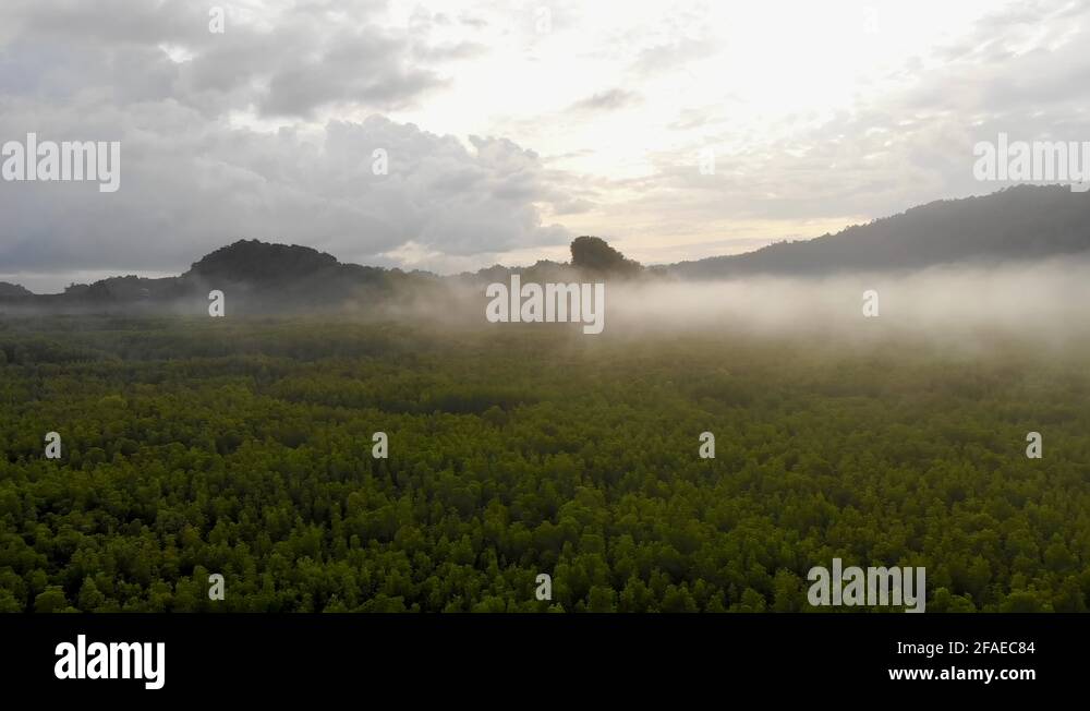 Tropical tropical rainforest climate Stock Videos & Footage - HD and 4K ...