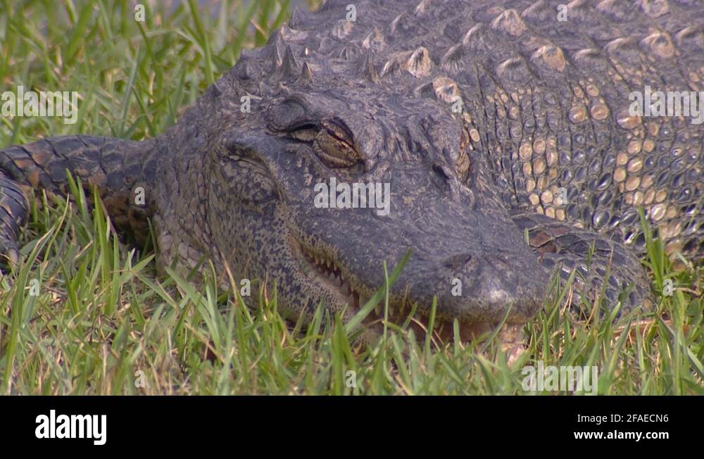 Gator open mouth Stock Videos & Footage - HD and 4K Video Clips - Alamy