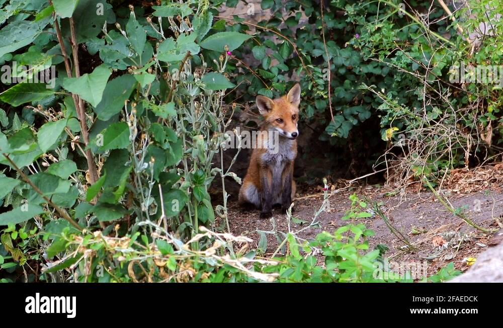 Red fox nose Stock Videos & Footage - HD and 4K Video Clips - Alamy