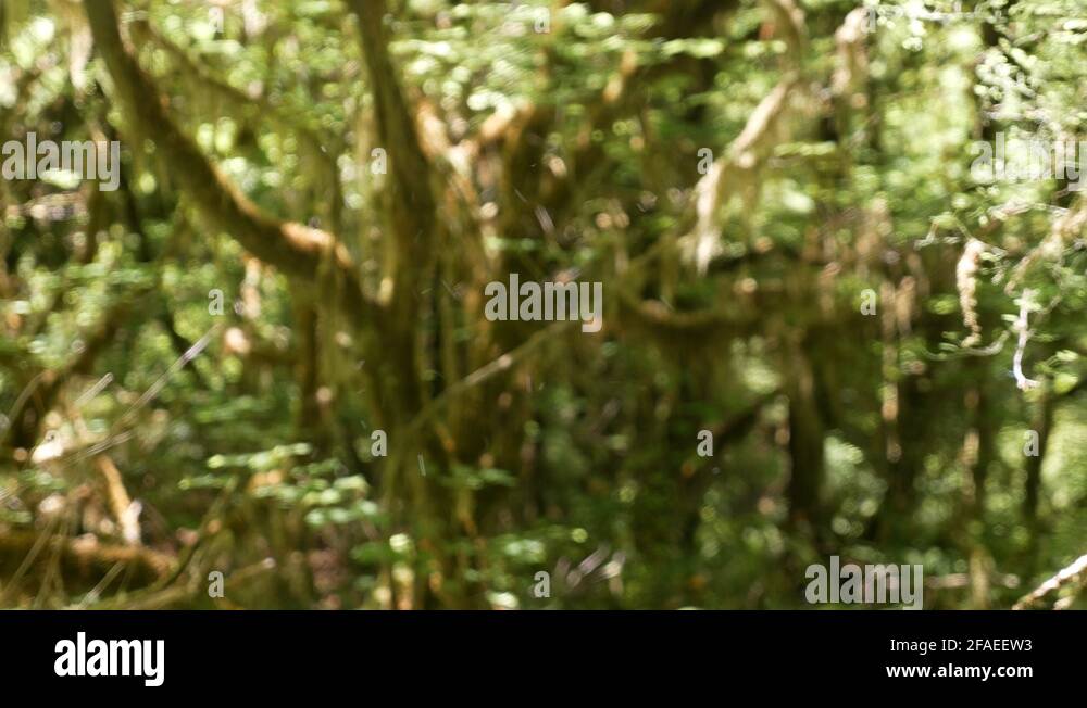 Bugs in the jungle Stock Videos & Footage - HD and 4K Video Clips - Alamy Bugs in the jungle Stock Videos & Footage - HD and 4K Video Clips - Alamy
