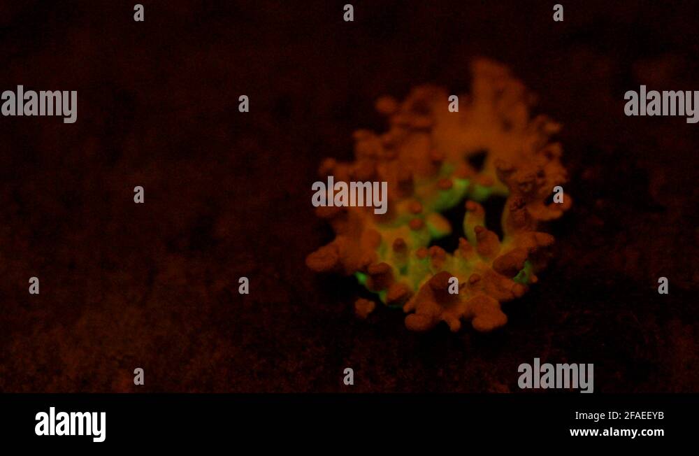 The bioluminescent fungus, Panellus Stipticus glows in twilight. The ...