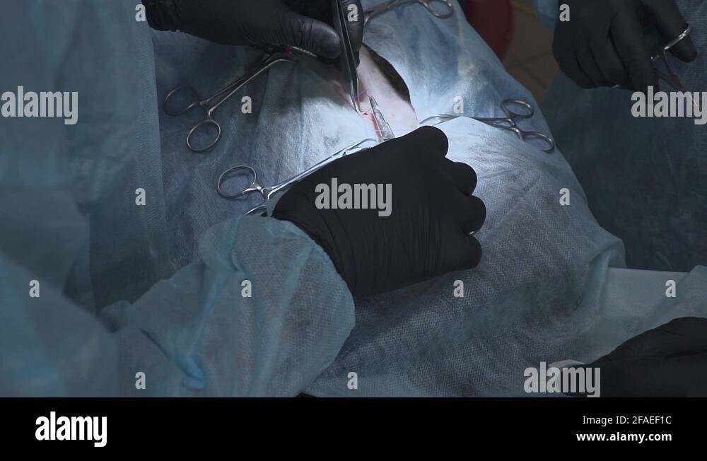 surgical sutures on a cat after a successful operation. Vet doing the ...