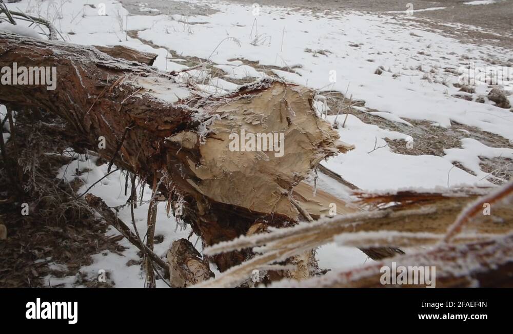 Trunk and teeth Stock Videos & Footage - HD and 4K Video Clips - Alamy