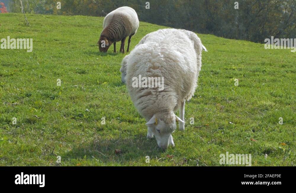 Animal farm landscape Stock Videos & Footage - HD and 4K Video Clips ...