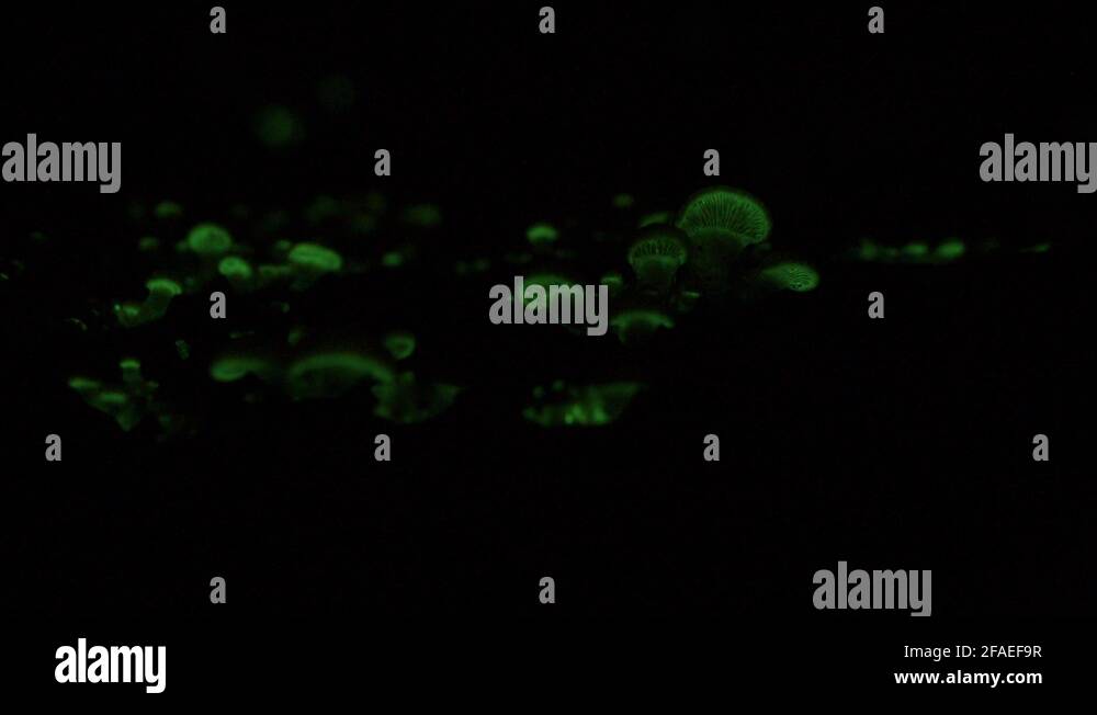The bioluminescent fungus, Panellus Stipticus goes in the dark of night ...