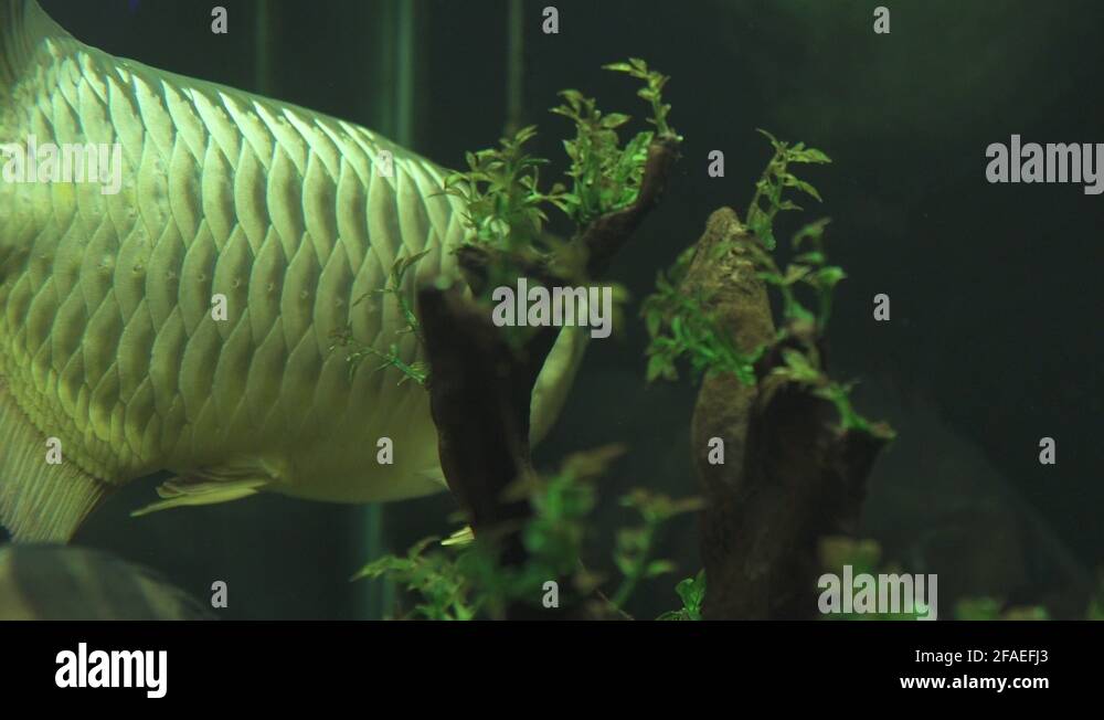 Aravana Stock Videos & Footage - HD and 4K Video Clips - Alamy