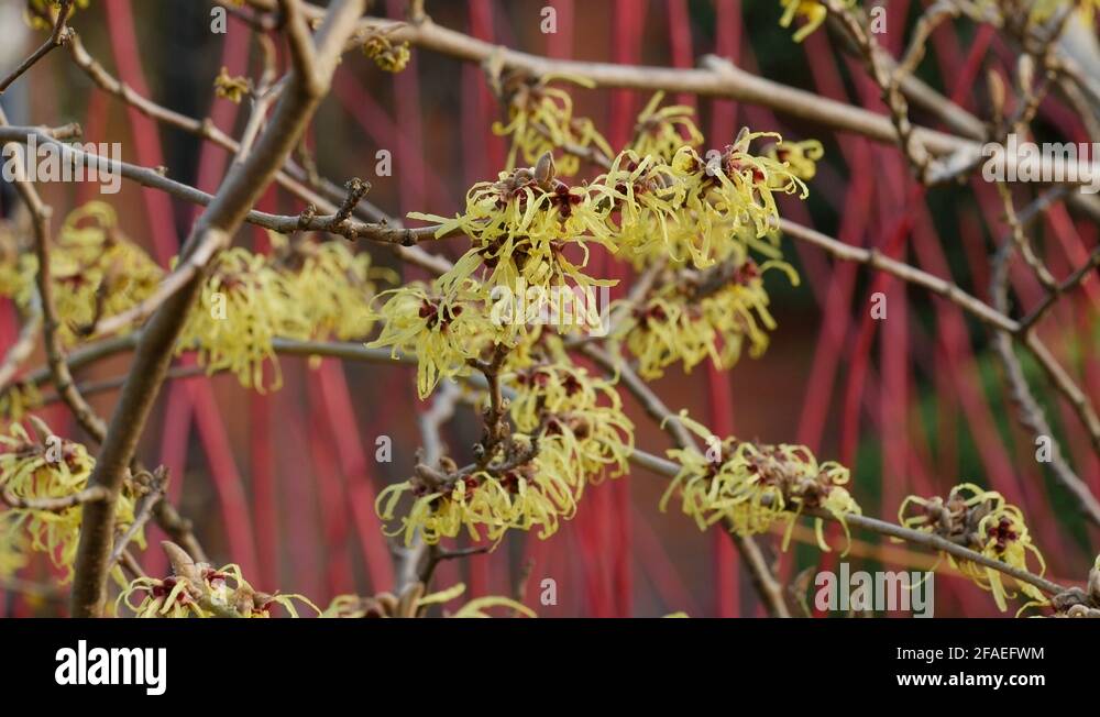 Witch hazel tree Stock Videos & Footage - HD and 4K Video Clips - Alamy