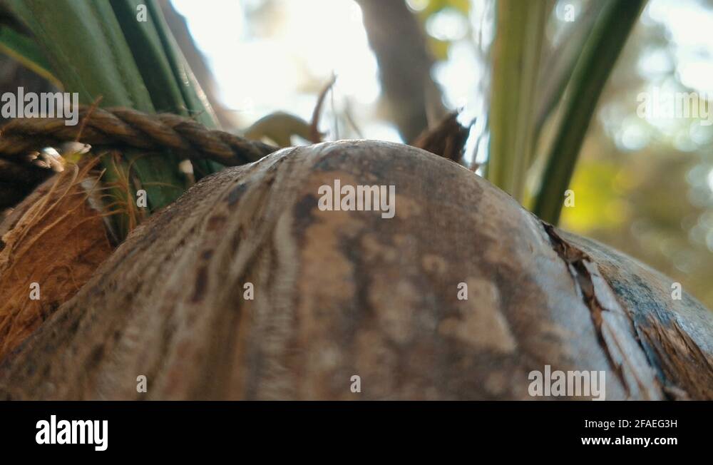 Ants walking on a coconut Stock Video Footage - Alamy