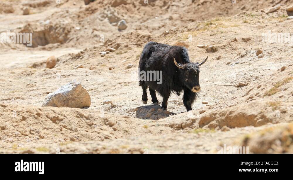 Wild yak in himalaya mountains Stock Videos & Footage - HD and 4K Video ...