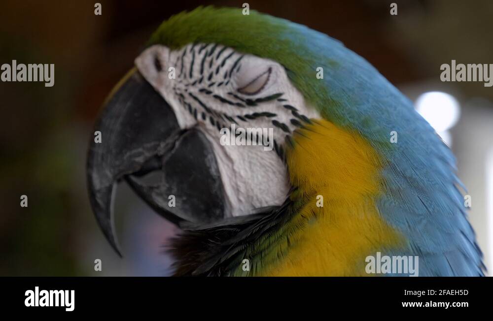 Side view face Stock Videos & Footage - HD and 4K Video Clips - Alamy