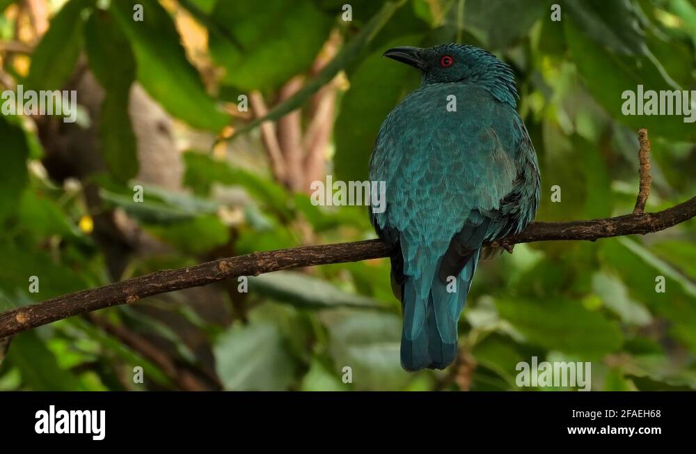 Blue eyes bird Stock Videos & Footage - HD and 4K Video Clips - Alamy