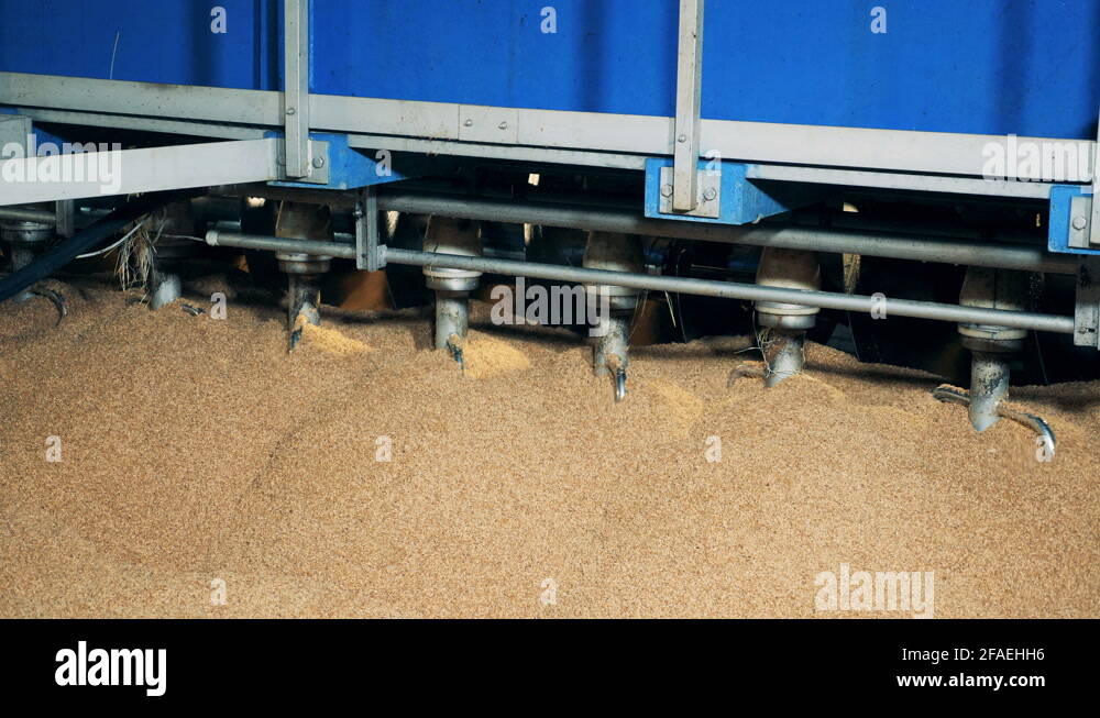 Grains sorting Stock Videos & Footage - HD and 4K Video Clips - Alamy