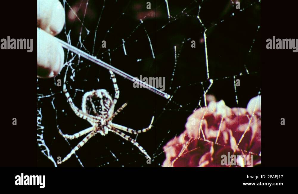 Non sticky web Stock Videos & Footage - HD and 4K Video Clips - Alamy