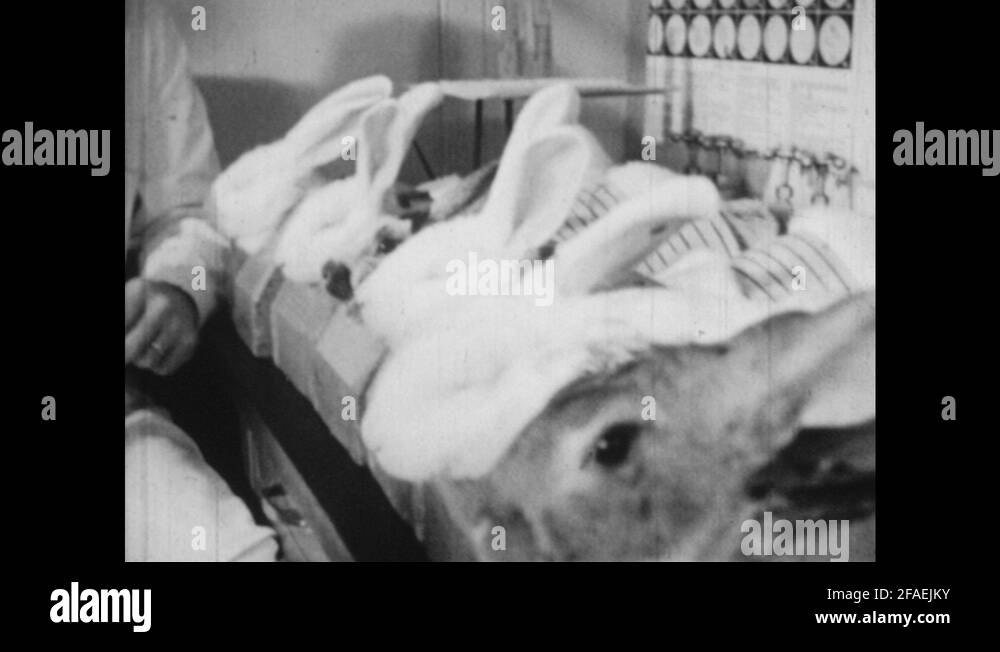 1950s: Animal testing lab. Rabbits in cages. Man injects syringe into ...