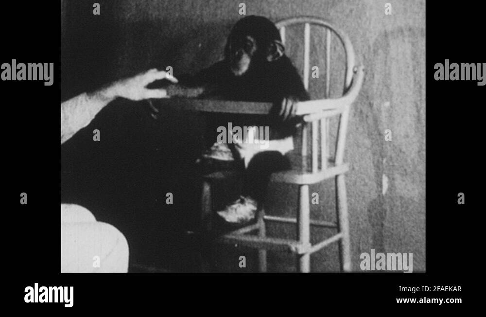 Learning behaviour Stock Videos & Footage - HD and 4K Video Clips - Alamy