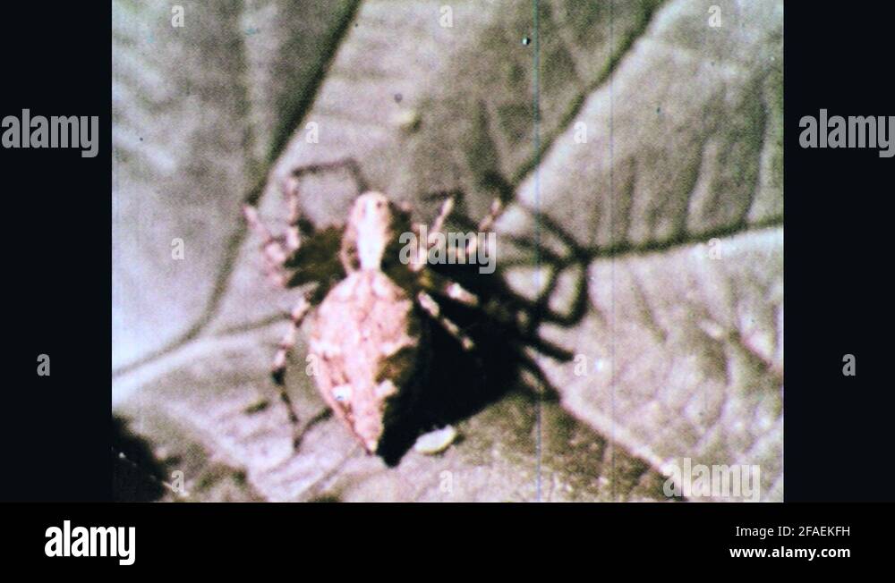 Aphids spider web leaf Stock Videos & Footage - HD and 4K Video Clips ...