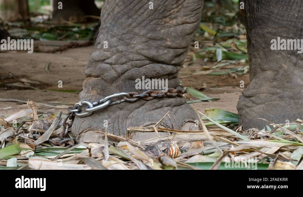 Elephant foot in chains Stock Videos & Footage - HD and 4K Video Clips ...