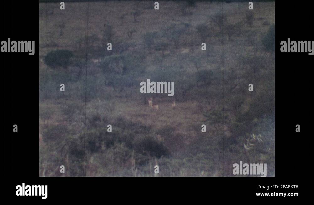 Antelope standing in grass Stock Videos & Footage - HD and 4K Video ...