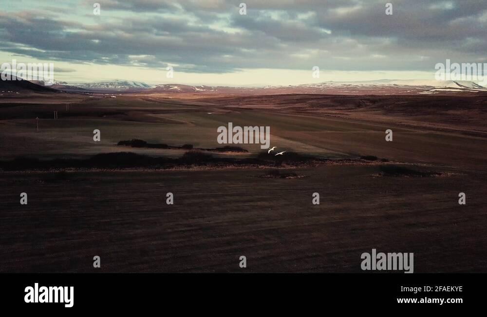 Taiga birds flying Stock Videos & Footage - HD and 4K Video Clips - Alamy