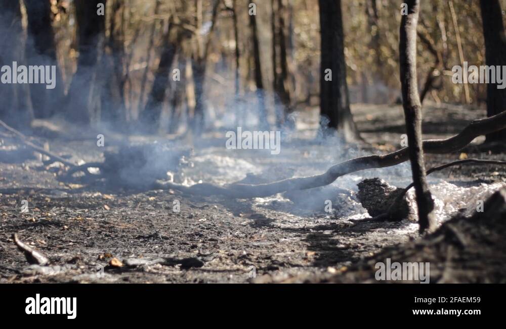 Bushfire alert Stock Videos & Footage - HD and 4K Video Clips - Alamy