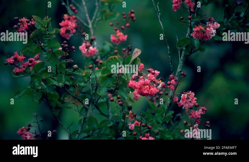 Dancing pink flowers Stock Videos & Footage - HD and 4K Video Clips - Alamy