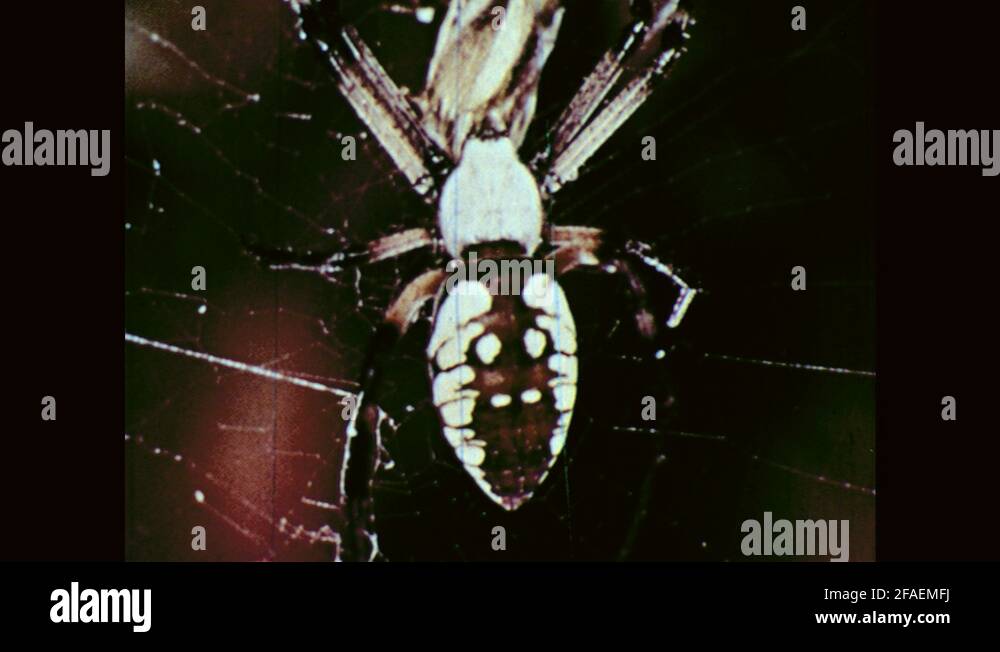Spider structure Stock Videos & Footage - HD and 4K Video Clips - Alamy