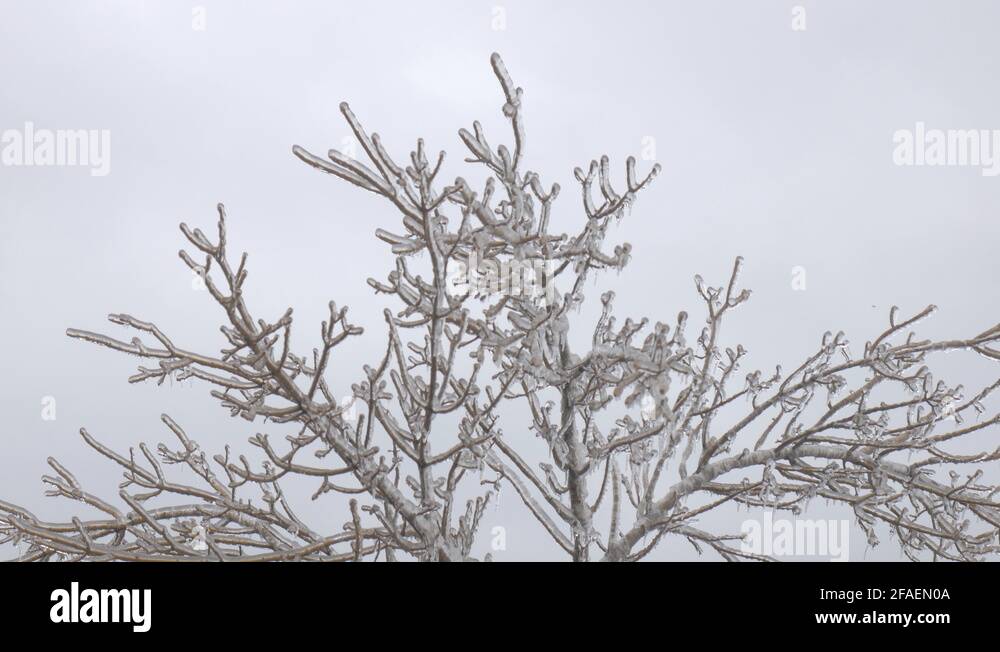 Freezing rain tree Stock Videos & Footage - HD and 4K Video Clips - Alamy