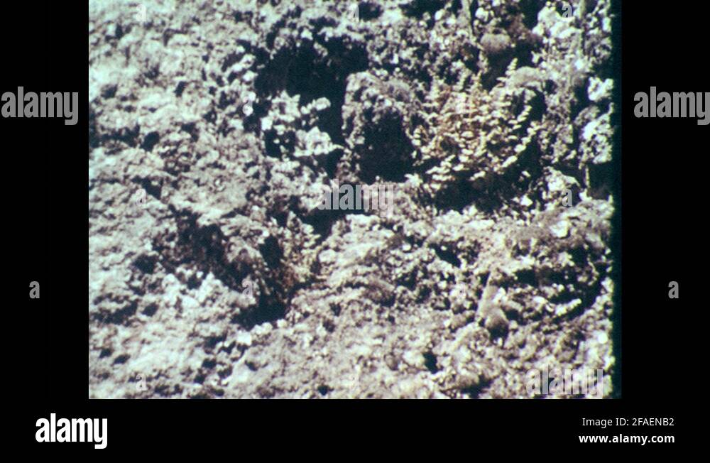 1960s: Small plant grows in uneven surface of rock face. Evergreen tree ...
