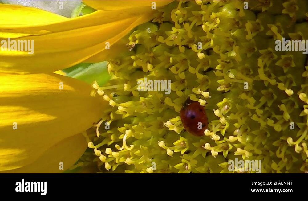 Ladybug on a sunflower Stock Videos & Footage - HD and 4K Video Clips ...