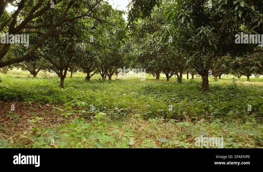 Underneath The Canopy Of Mango Trees In A Mango Plantation Stock Video ...