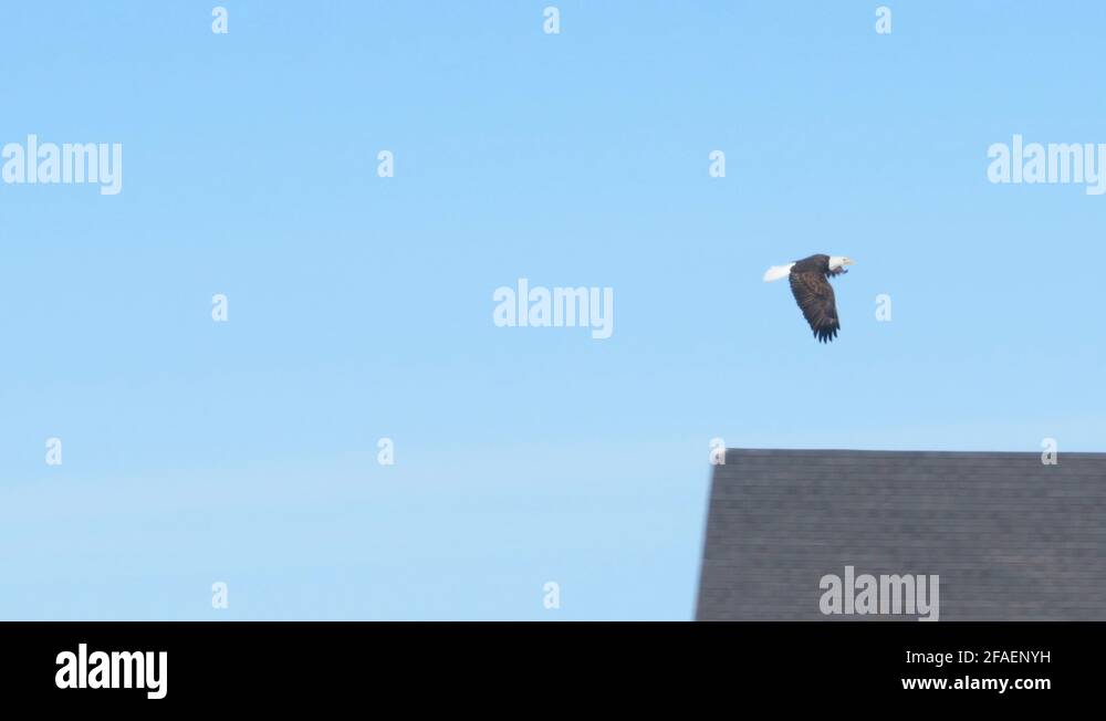 Bald eagle flying usa Stock Videos & Footage - HD and 4K Video Clips ...