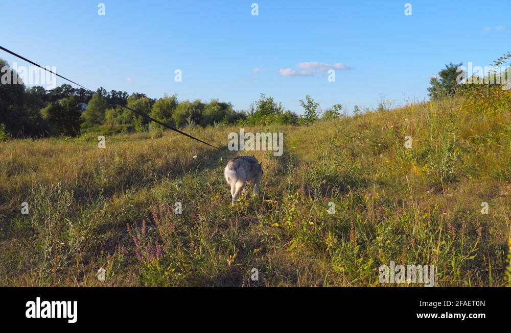 Young siberian husky dog pulling the leash while walking along trail at ...