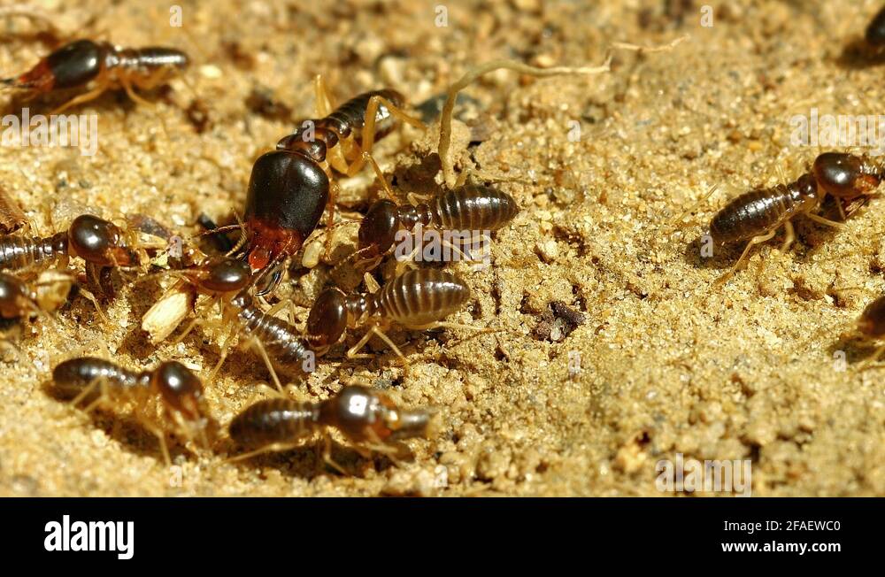 Common social insects Stock Videos & Footage - HD and 4K Video Clips ...