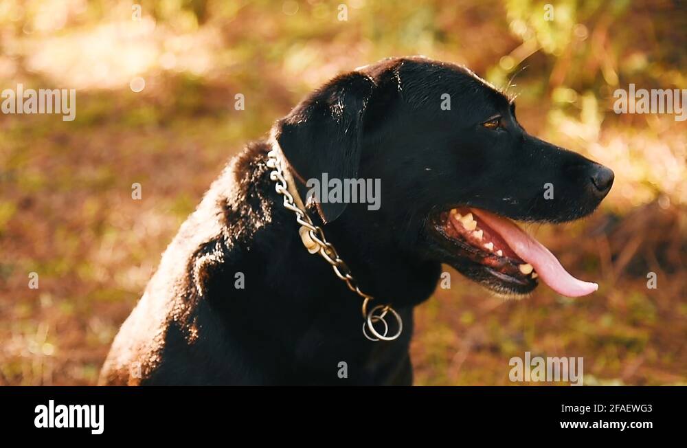 Dog chain collar Stock Videos & Footage - HD and 4K Video Clips - Alamy