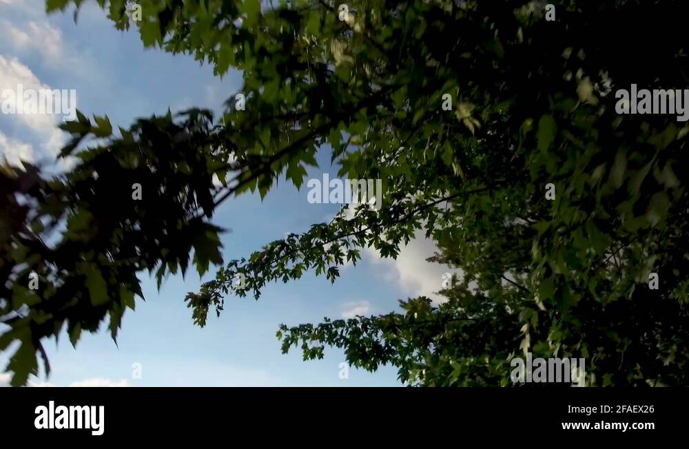 Overhead tree branches Stock Videos & Footage - HD and 4K Video Clips ...