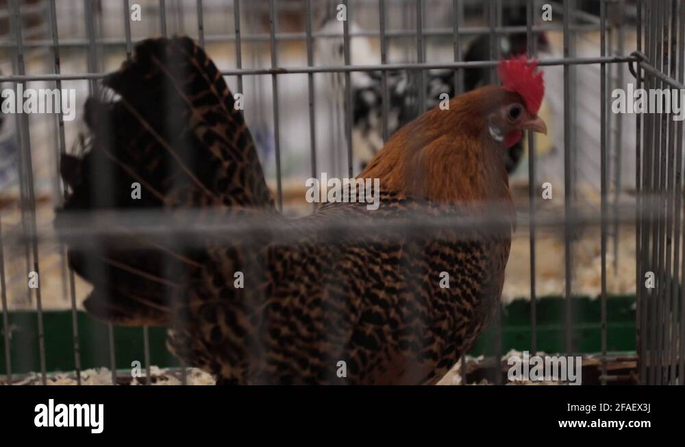 Multiple cages Stock Videos & Footage - HD and 4K Video Clips - Alamy