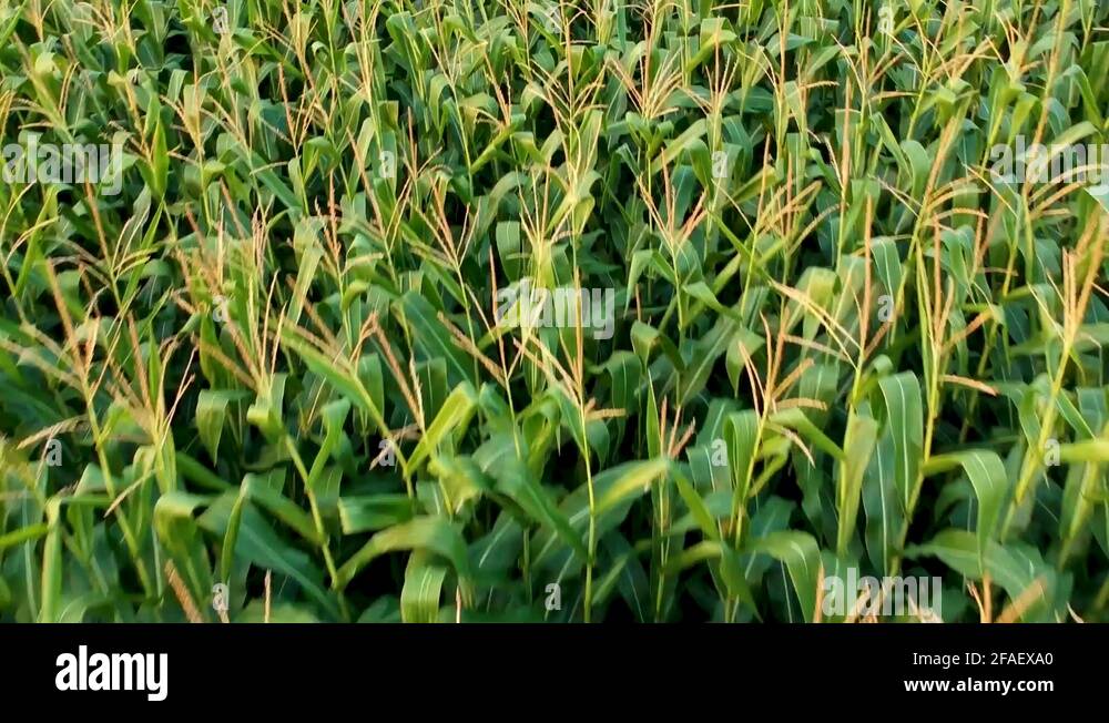 Canada ontario corn Stock Videos & Footage - HD and 4K Video Clips - Alamy