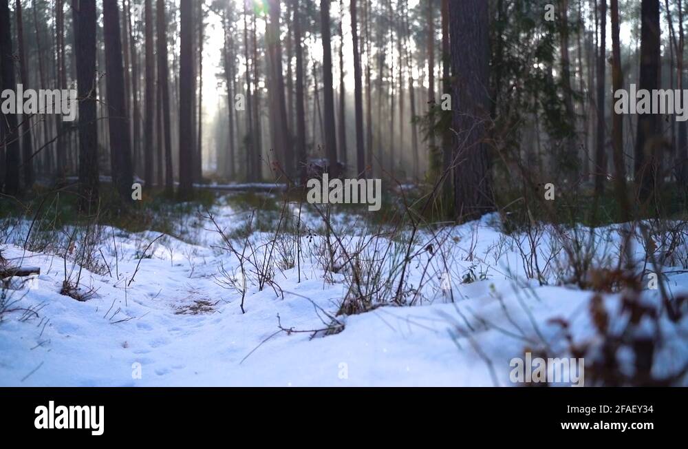 Park ground low angle Stock Videos & Footage - HD and 4K Video Clips ...