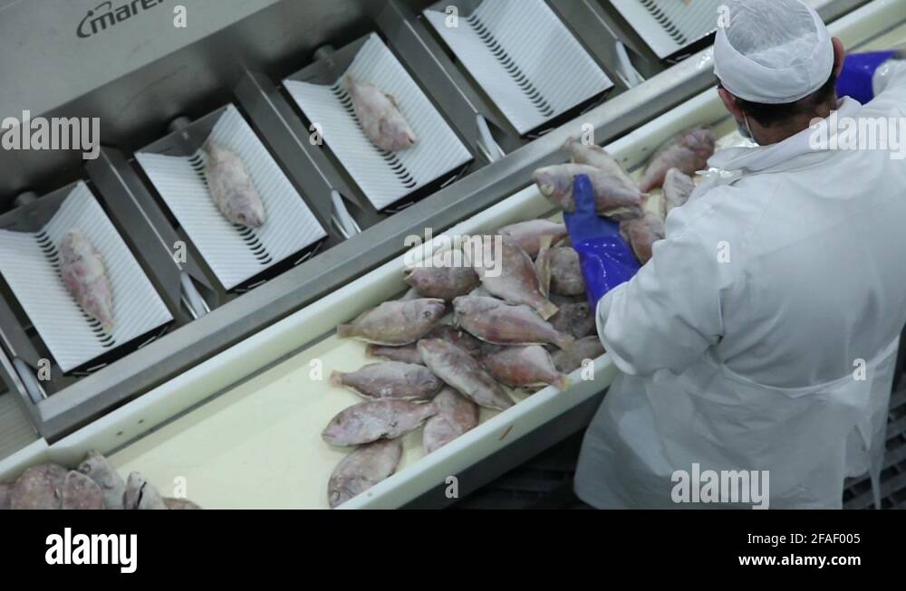 Tuna factory Stock Videos & Footage - HD and 4K Video Clips - Alamy