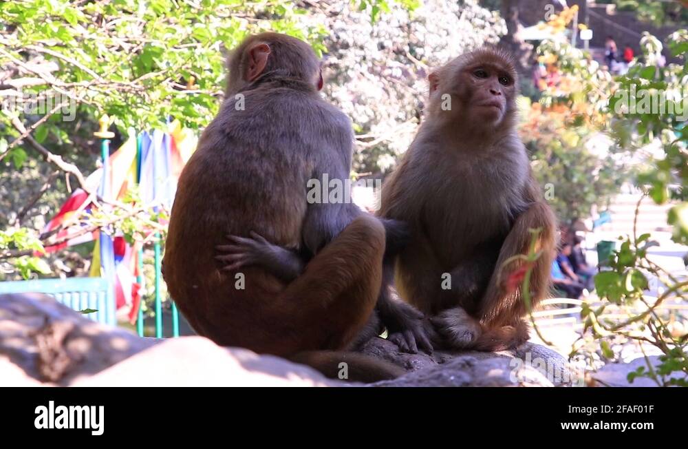 Monkey picking lice Stock Videos & Footage - HD and 4K Video Clips - Alamy