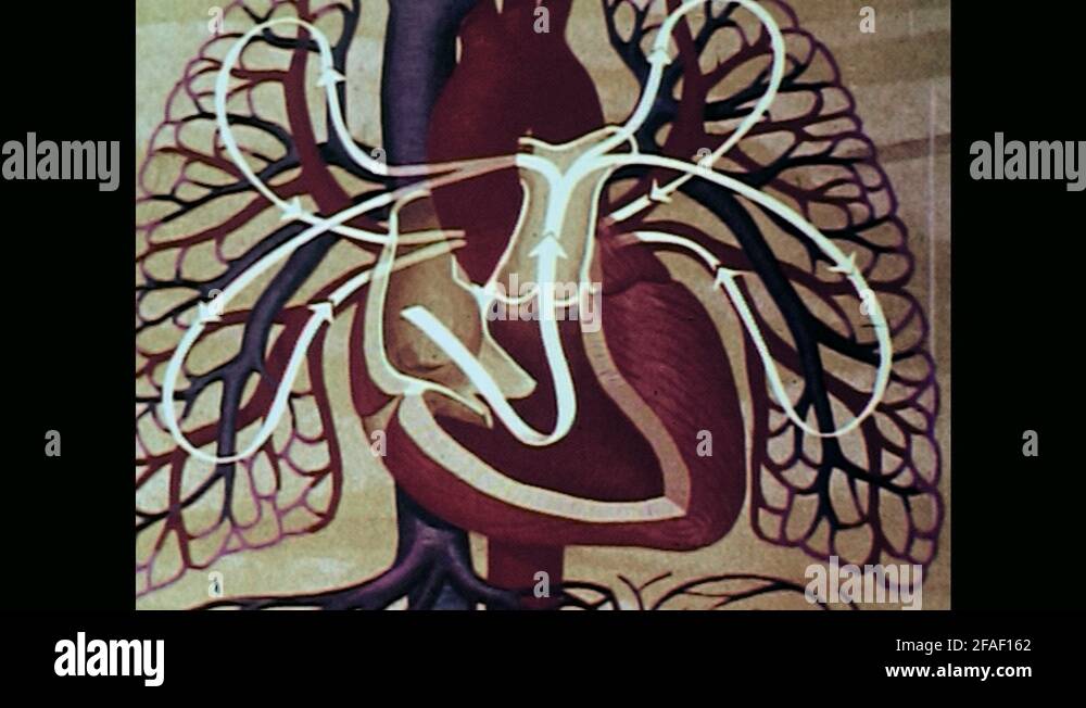 Heart atrium Stock Videos & Footage - HD and 4K Video Clips - Alamy