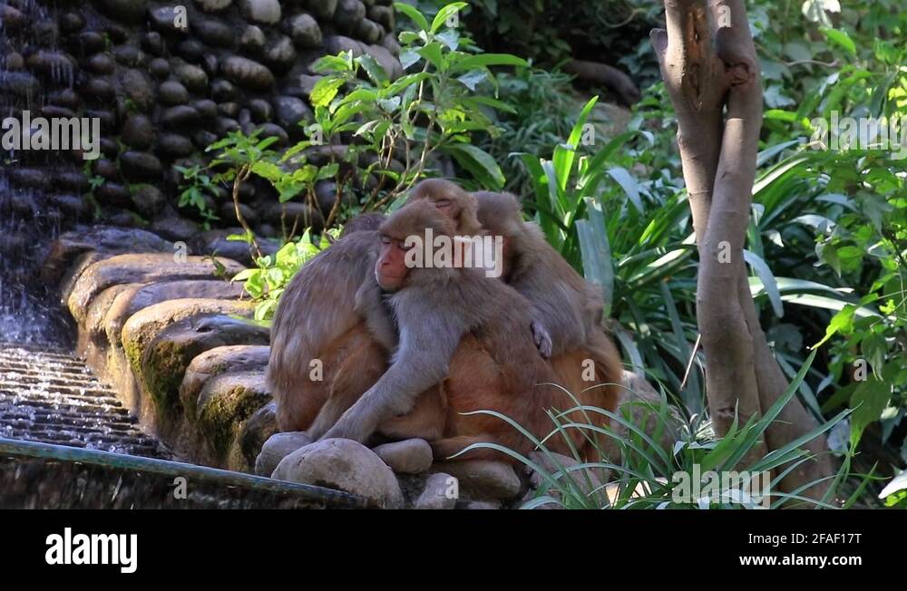 Monkey jungle congo Stock Videos & Footage - HD and 4K Video Clips - Alamy