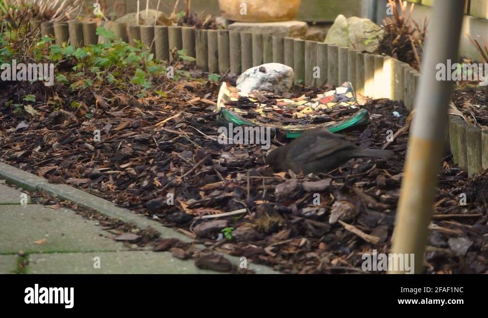 Bird hole Stock Videos & Footage - HD and 4K Video Clips - Alamy