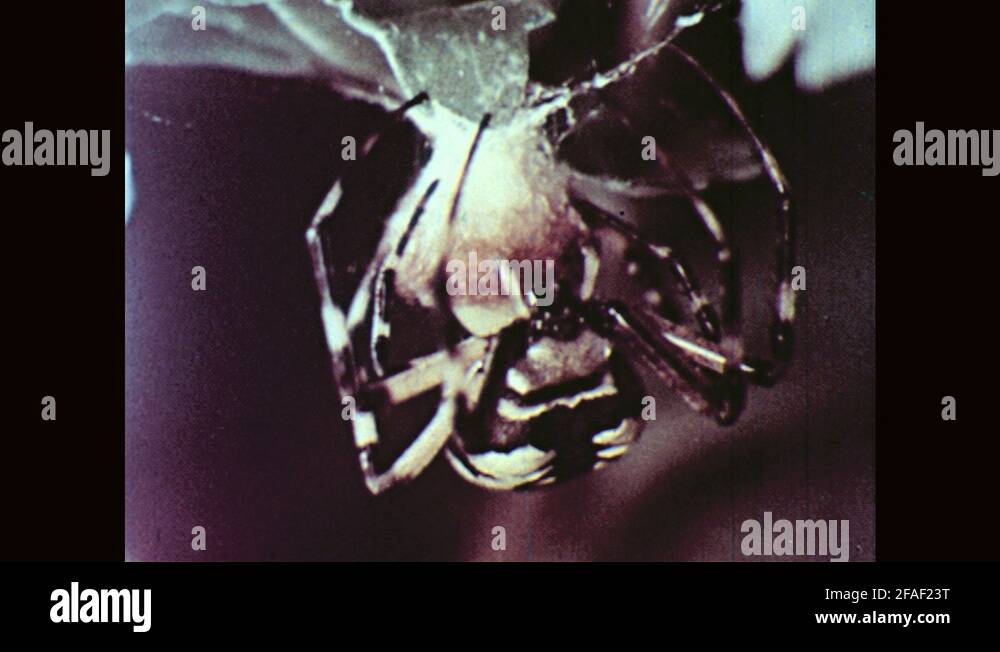 Egg layers egg layers Stock Videos & Footage - HD and 4K Video Clips ...