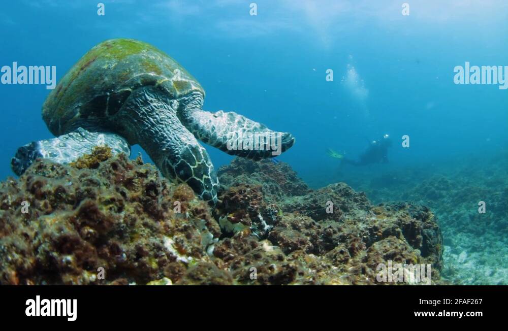 Sea sponges great barrier reef Stock Videos & Footage - HD and 4K Video ...